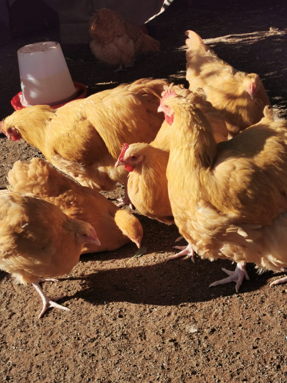 Home - eggfarm.co.za