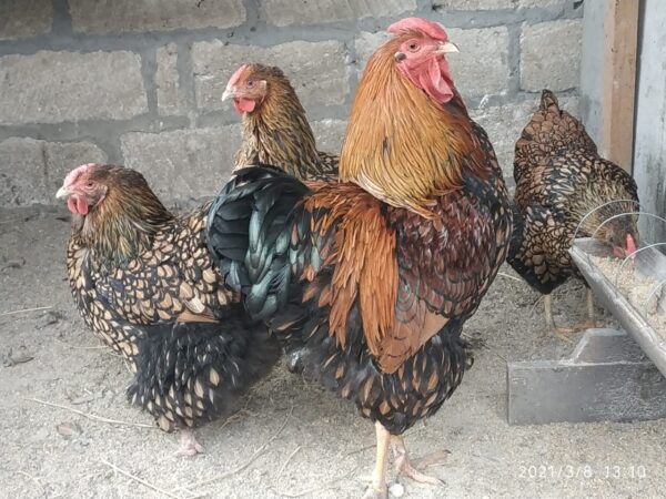 eggs for sale - chickens for sale - day old chicks for sale